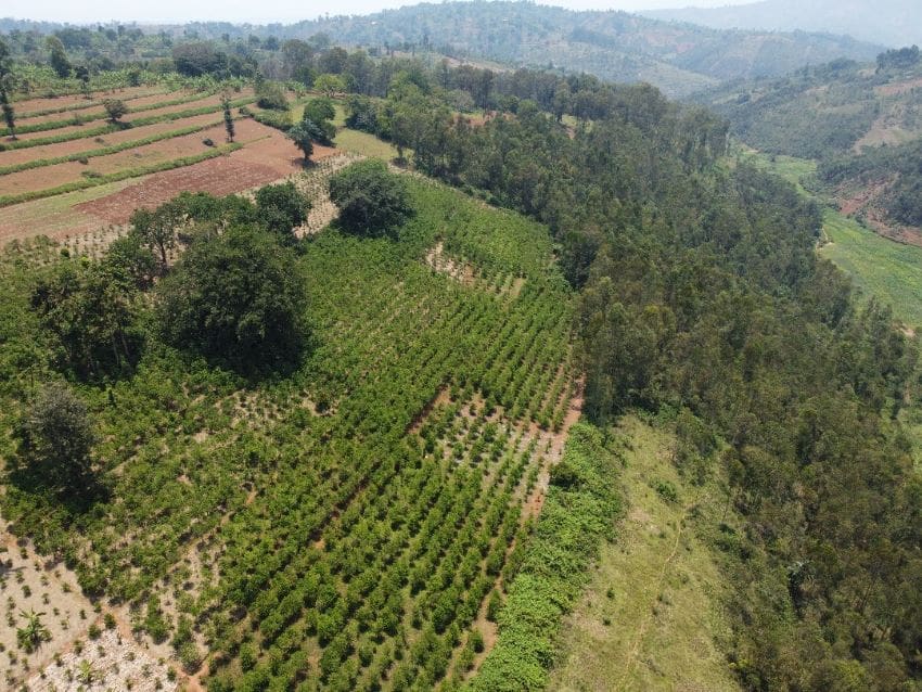 Coffee Belt East Africa | AFCA
