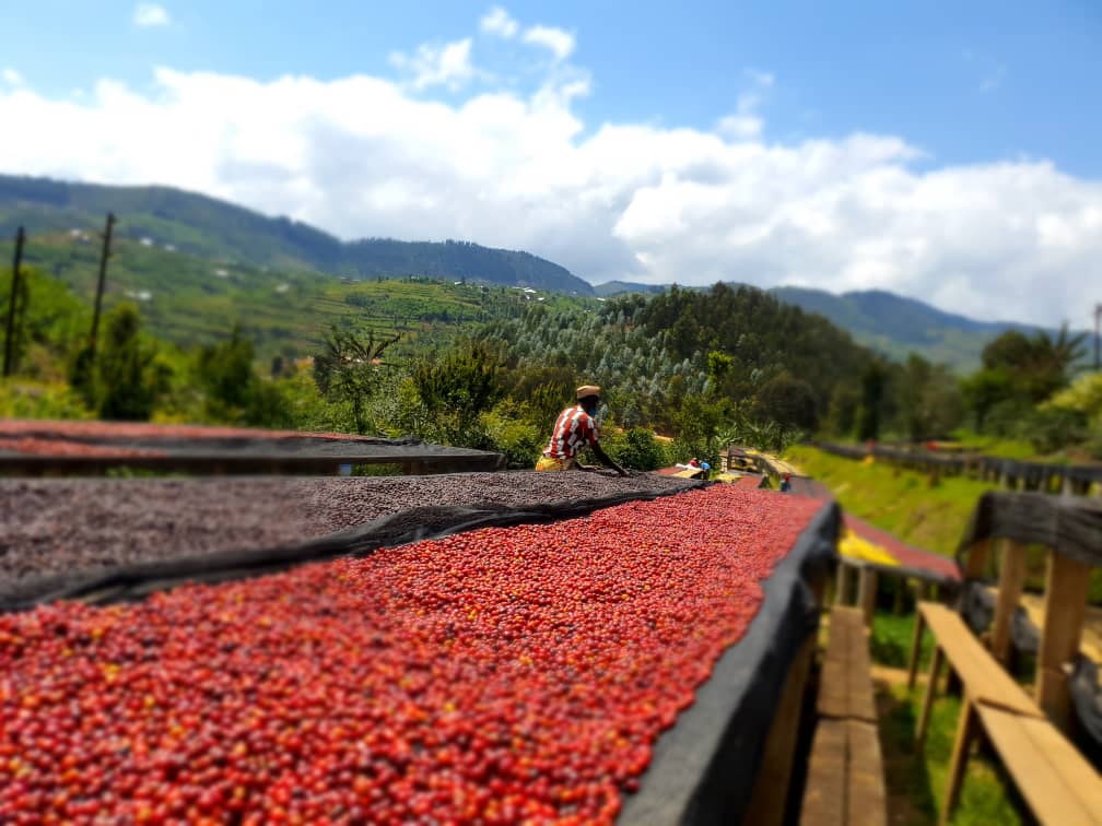 Gitesi Coffee | AFCA