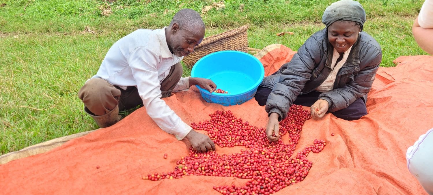 Mt Elgon Agroforestry Communities Coop Ent Ltd | AFCA